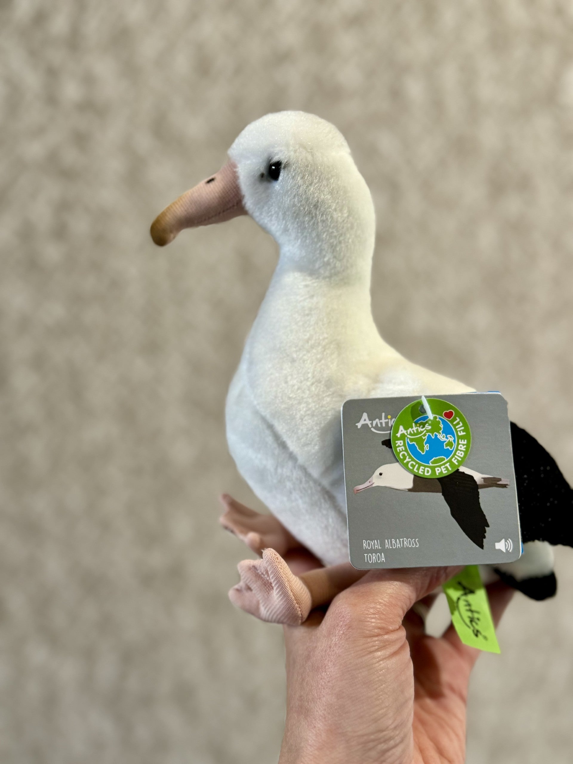 Antics albatross with sound – The Royal Albatross Centre