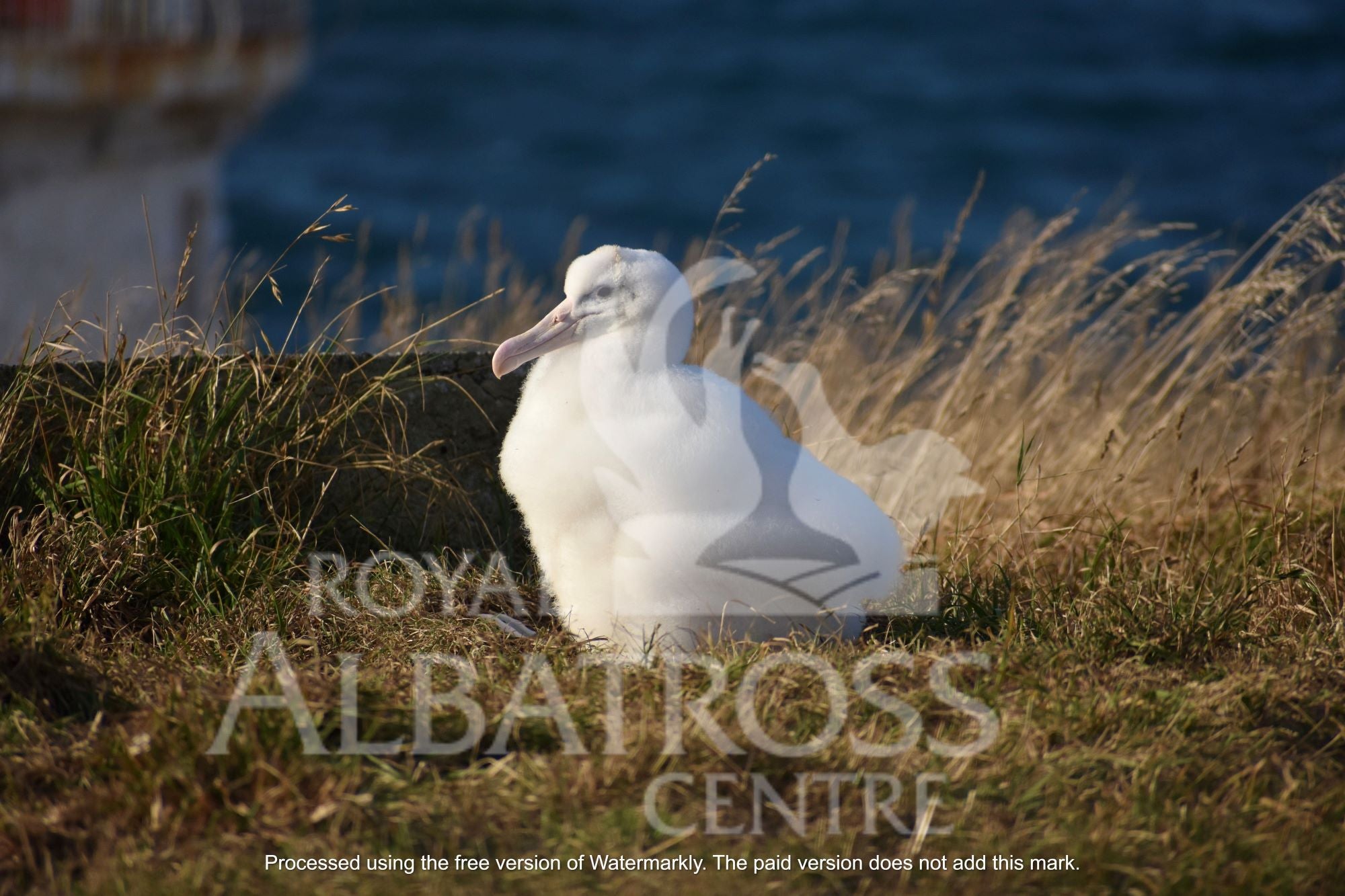 April Chick – The Royal Albatross Centre
