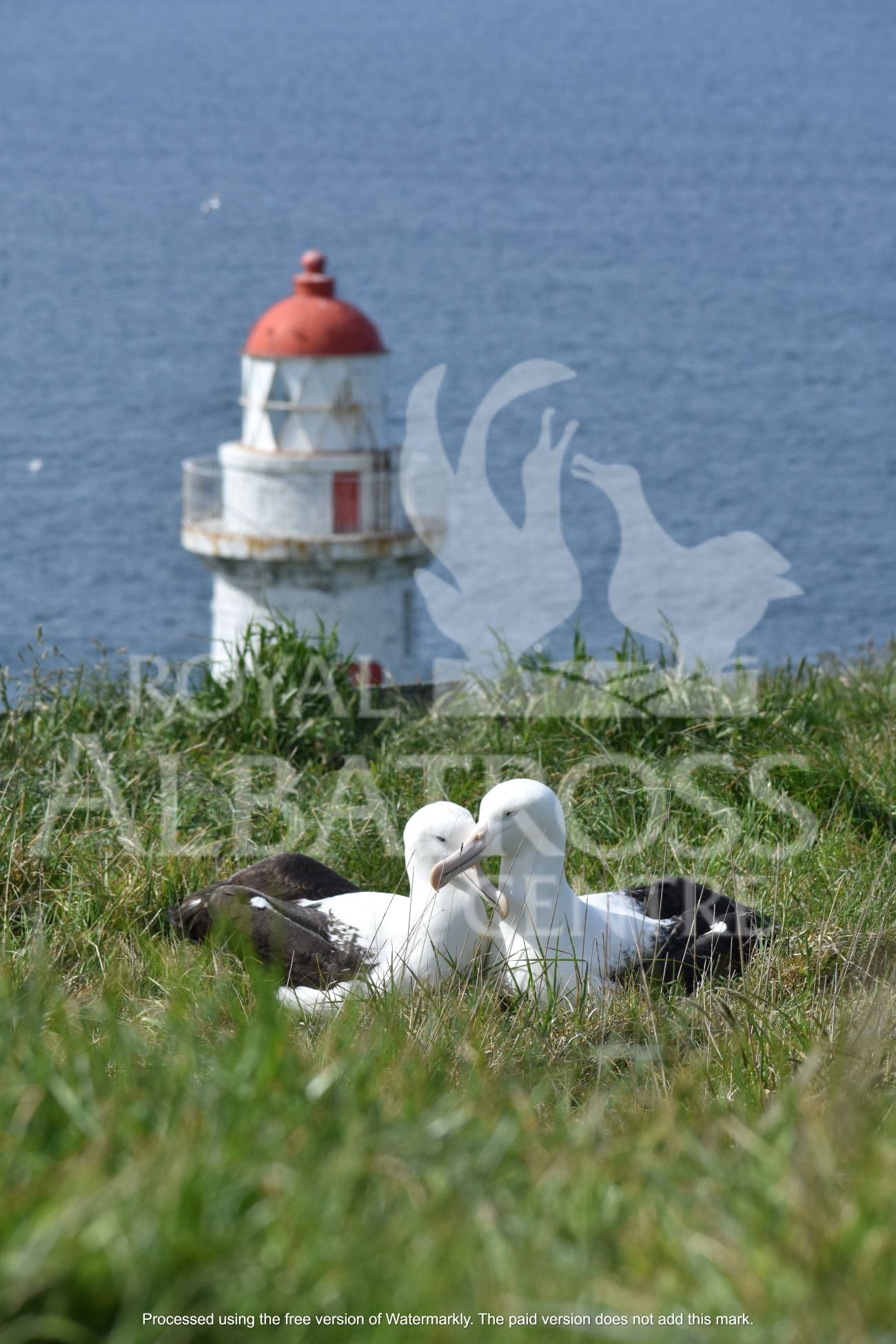 Pair at Taiaroa Head Lighthouse – The Royal Albatross Centre