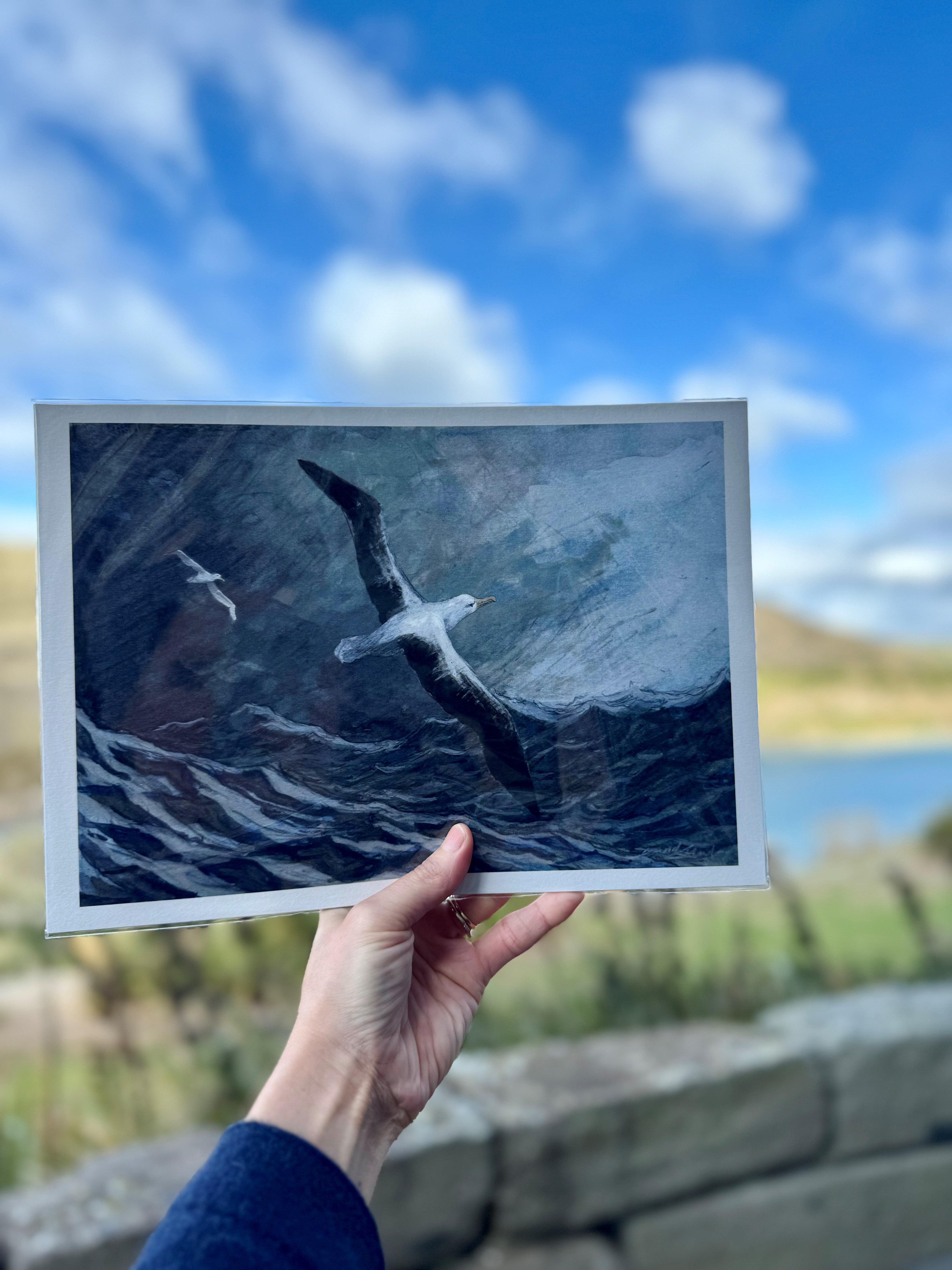 David Elliot Toroa Print A4 – The Royal Albatross Centre