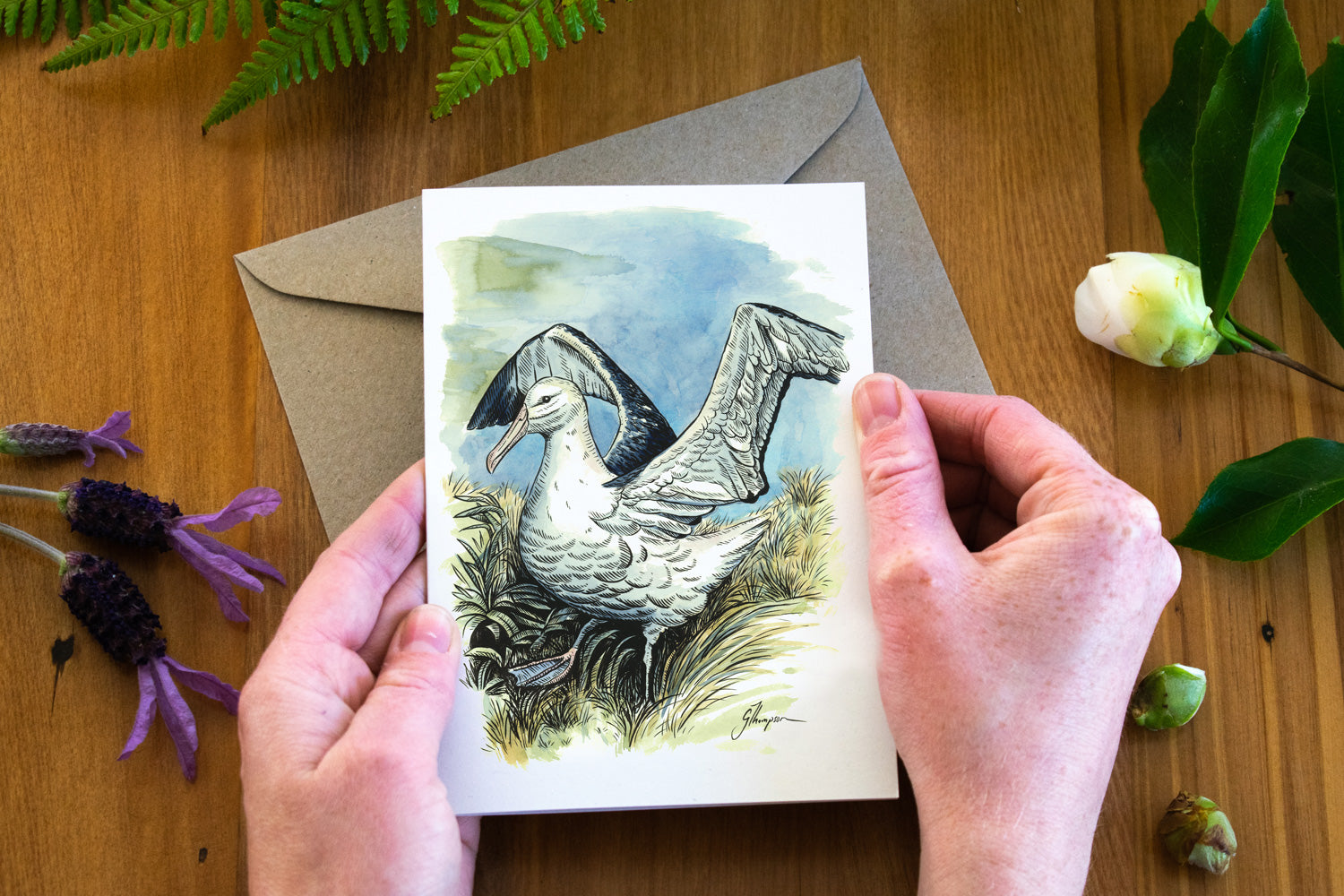 Georgette Thompson Albatross Greeting Card 400 – The Royal Albatross Centre